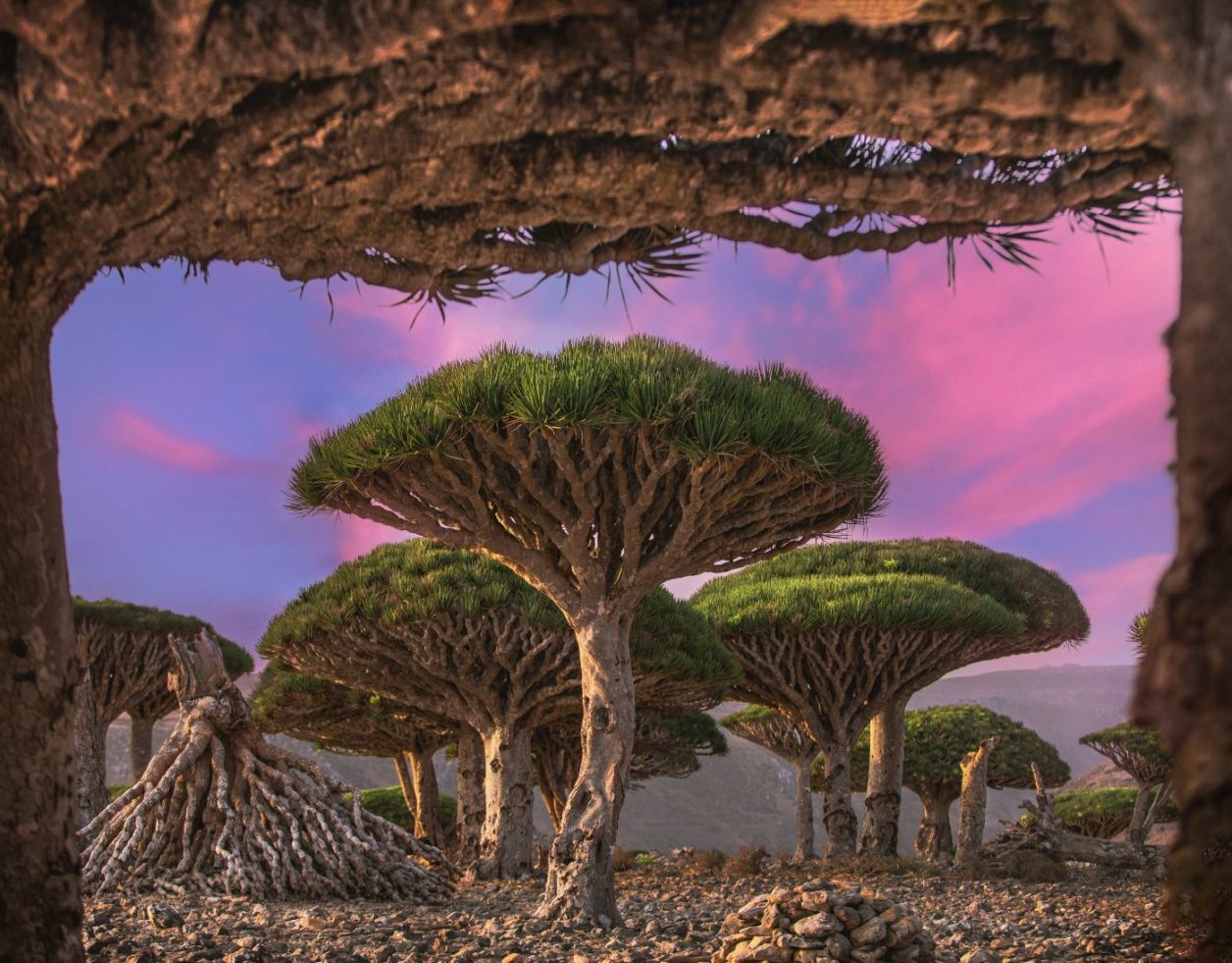 Isla de Socotra (Yemen): Hogar de árboles dragón, dunas y más de 800 ...