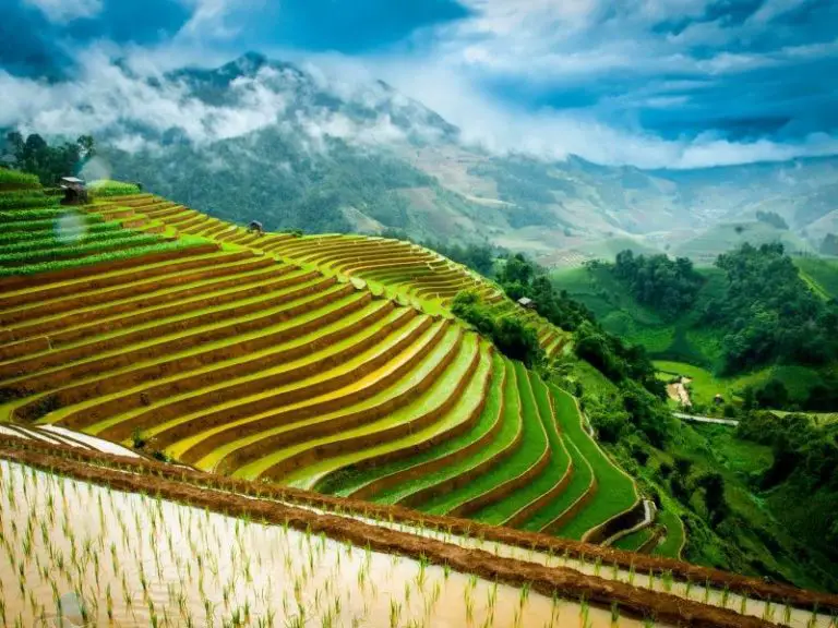Dónde encontrar los mejores campos de arroz y terrazas en Vietnam ...